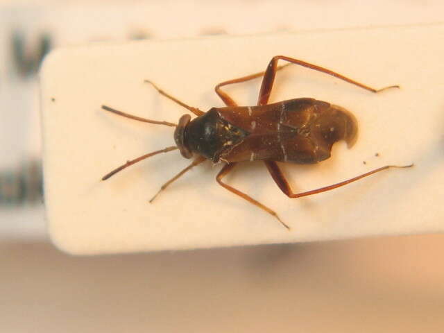 Pilophorus perplexus (Madeira True Bugs) · iNaturalist