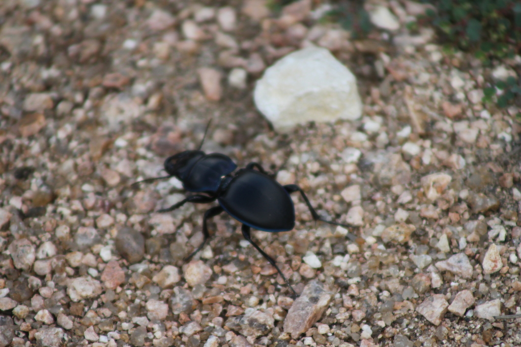 California Warrior Beetle from Oso Bay Wetlands Preserve on November 6 ...