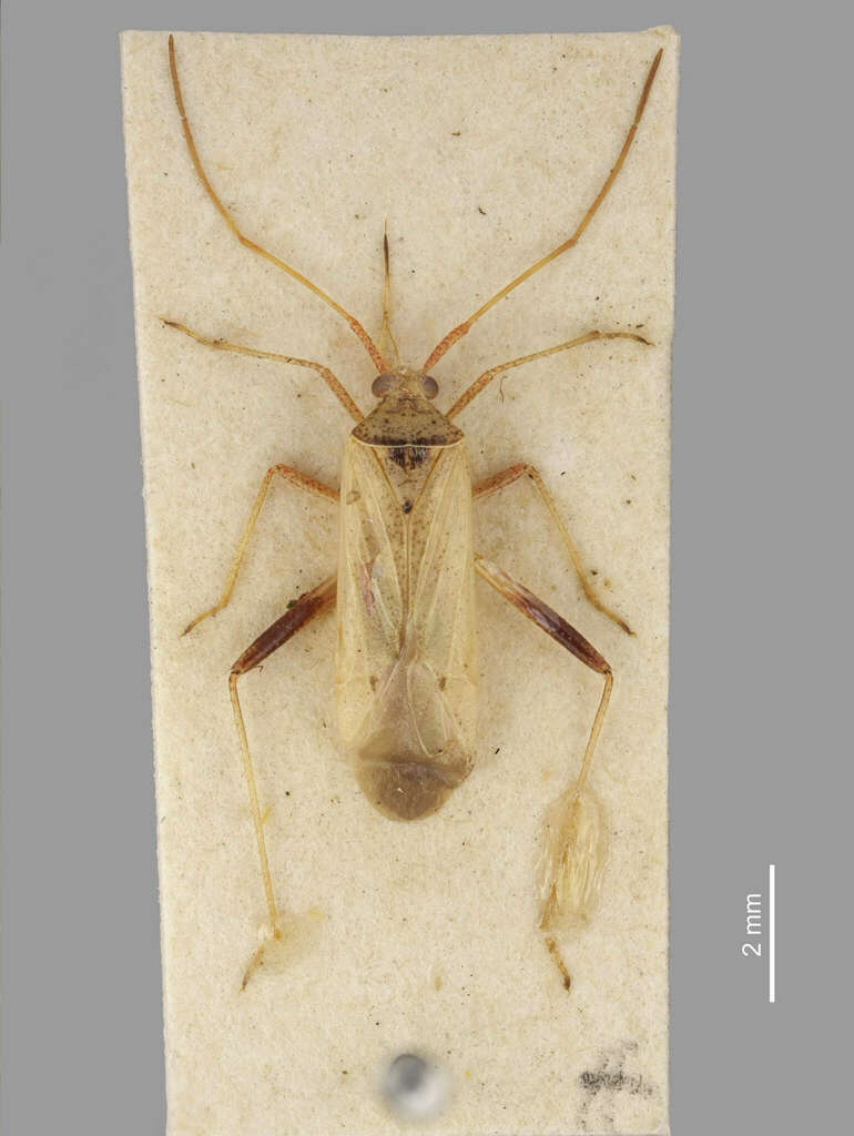 Creontiades pallidus (Madeira True Bugs) · iNaturalist