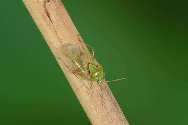 Lygus maritimus (Madeira True Bugs) · iNaturalist