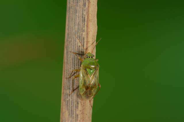 Lygus maritimus (Madeira True Bugs) · iNaturalist