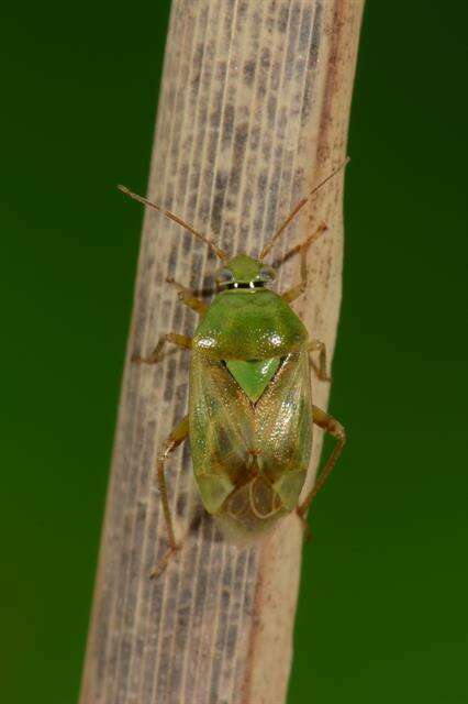 Lygus maritimus (Madeira True Bugs) · iNaturalist