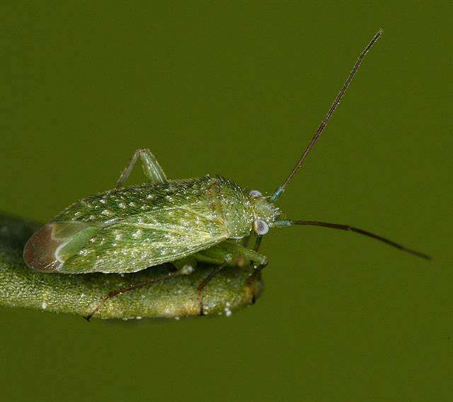 Orthotylus flavosparsus (Madeira True Bugs) · iNaturalist