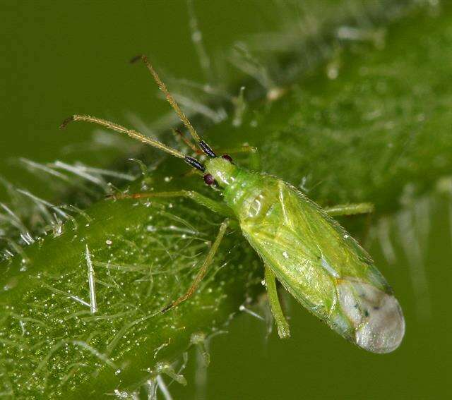 Macrolophus pygmaeus (Madeira True Bugs) · iNaturalist
