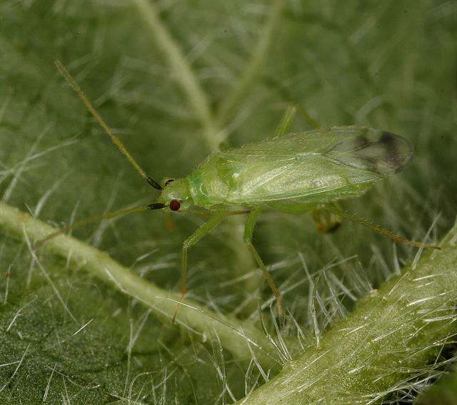 Macrolophus pygmaeus (Madeira True Bugs) · iNaturalist
