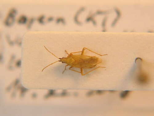 Macrolophus pygmaeus (Madeira True Bugs) · iNaturalist