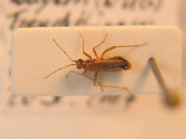 Dicyphus hyalinipennis (Madeira True Bugs) · iNaturalist