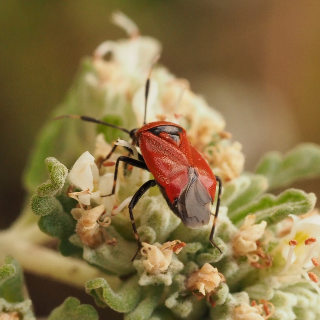 Deraeocoris punctum (Madeira True Bugs) · iNaturalist