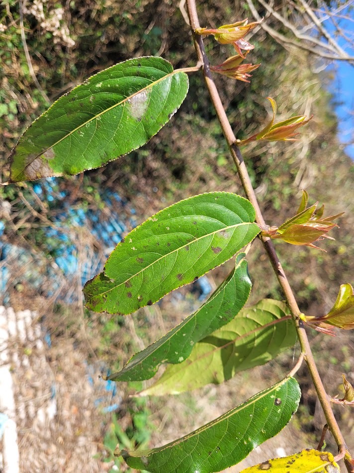 Stachyurus Siebold & Zucc.