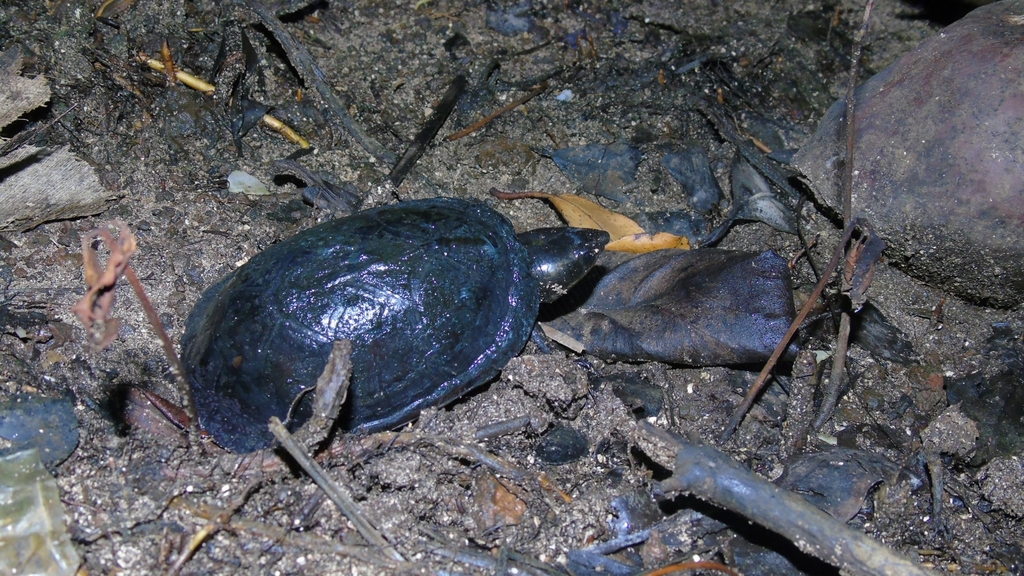 White-lipped Mud Turtle from Big Corn Island on February 28, 2023 at 11 ...