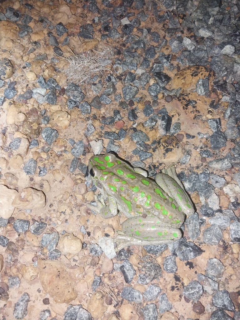 Spotted-thighed Frog in March 2023 by Bryce Van der Heide · iNaturalist