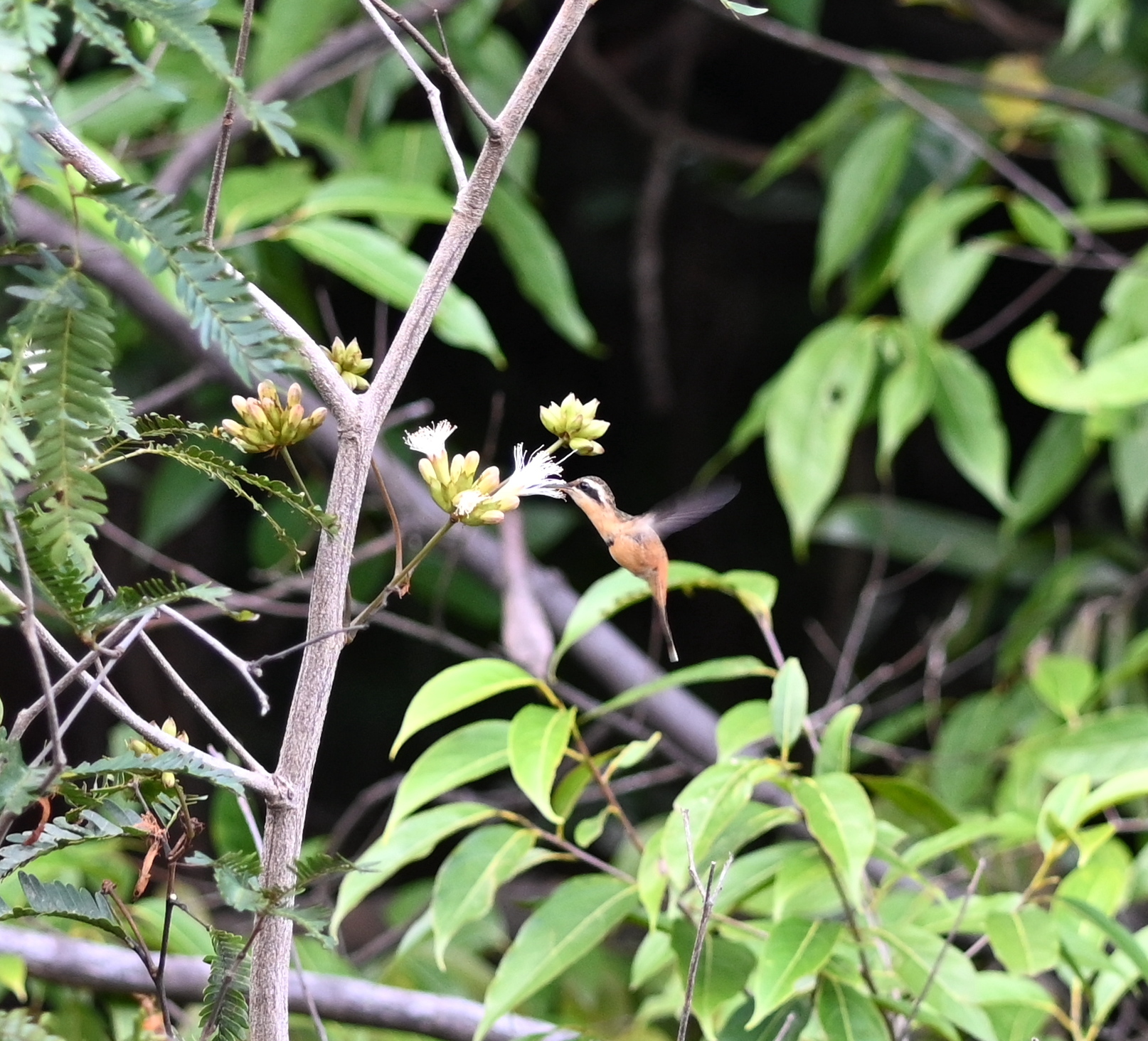 Phaethornis ruber (Linnaeus, 1758)