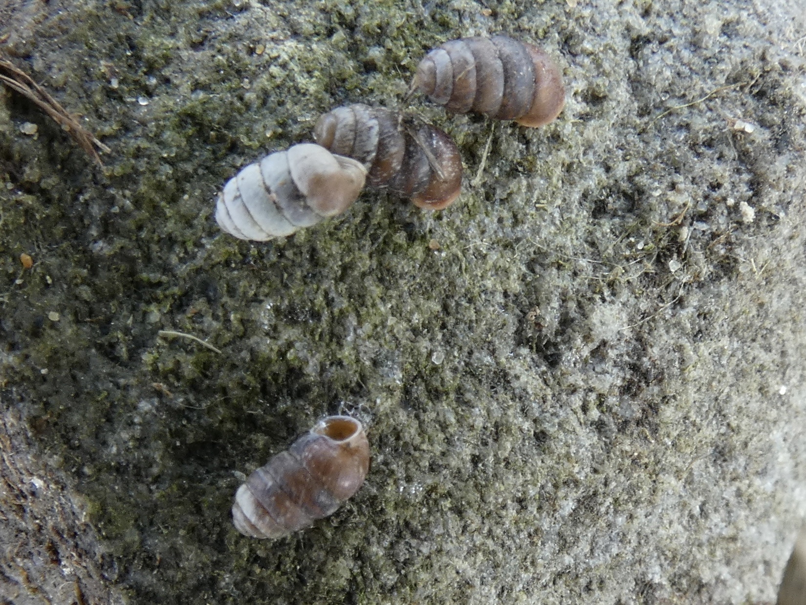 Pupilla muscorum (Linnaeus, 1758)