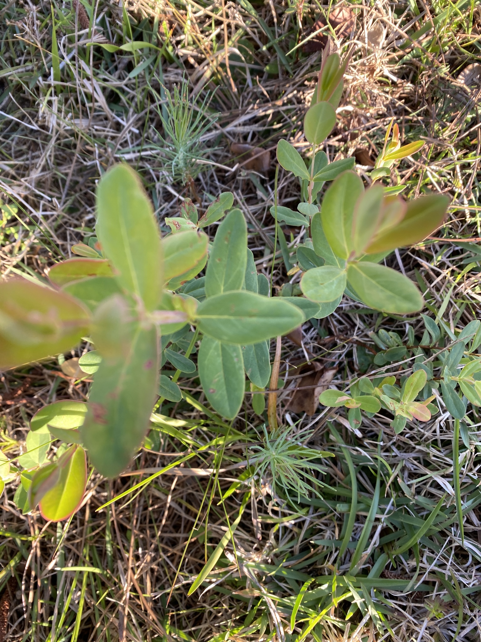 Hypericum virginicum L.