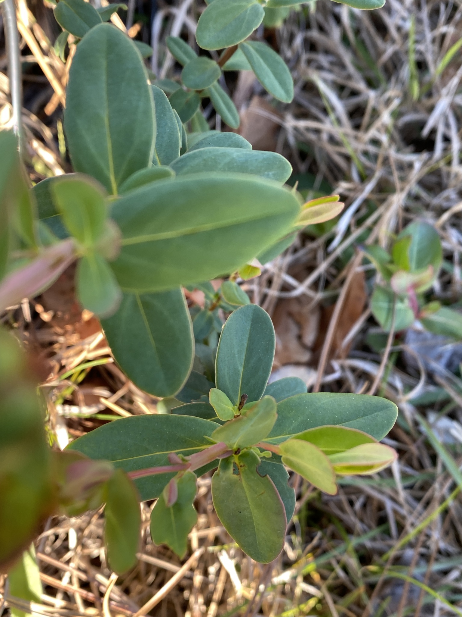 Hypericum virginicum L.