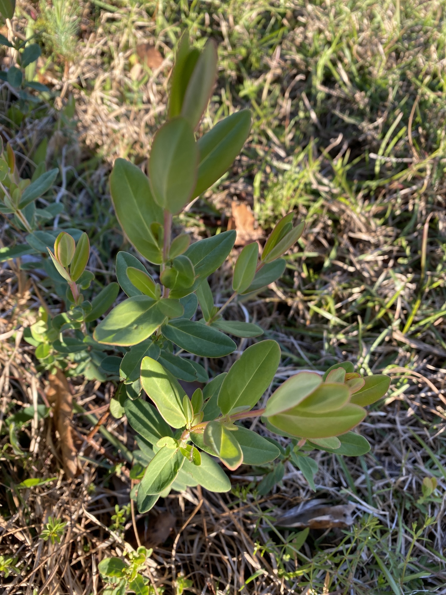 Hypericum virginicum L.