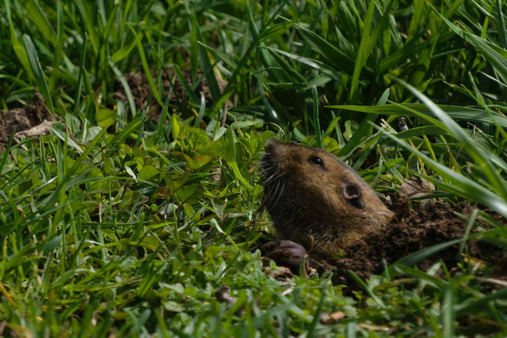 Botta's Pocket Gopher from San Francisco Bay Area, CA, USA on March 20 ...