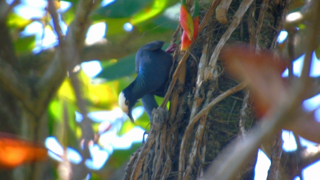 White-crowned Pigeon from Big Corn Island on February 28, 2023 at 02:11 ...