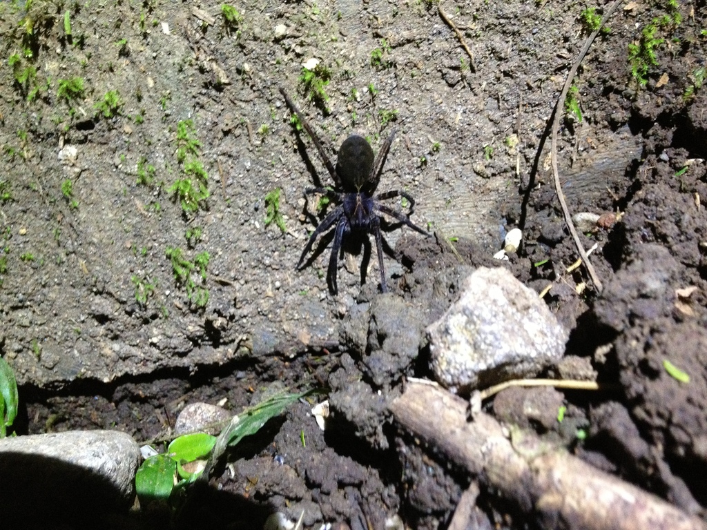 Tropical Wandering Spiders from 7Km Sureste del Parque Nacional Volcan ...