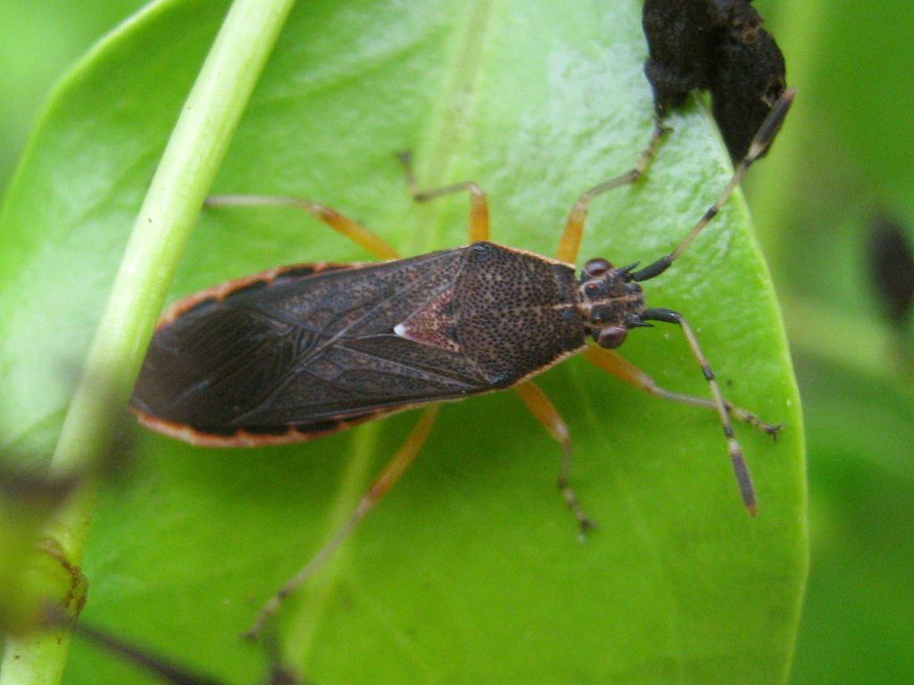 Catorhintha viridipes (Coreoidea of the United States) · iNaturalist