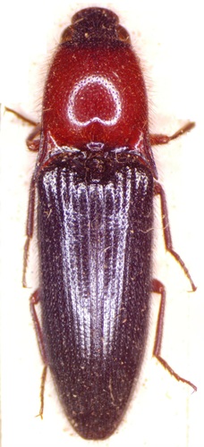 Priopus diversus · iNaturalist