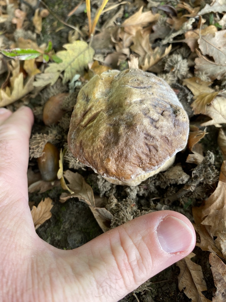 King Bolete from Te Waipounamu/South Island, Lincoln, Canterbury, NZ on ...