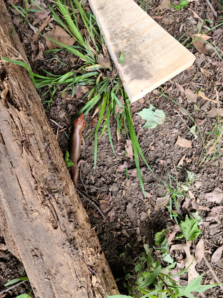 Broad-headed Skink from Brunswick on May 17, 2021 at 10:49 AM by raynes ...