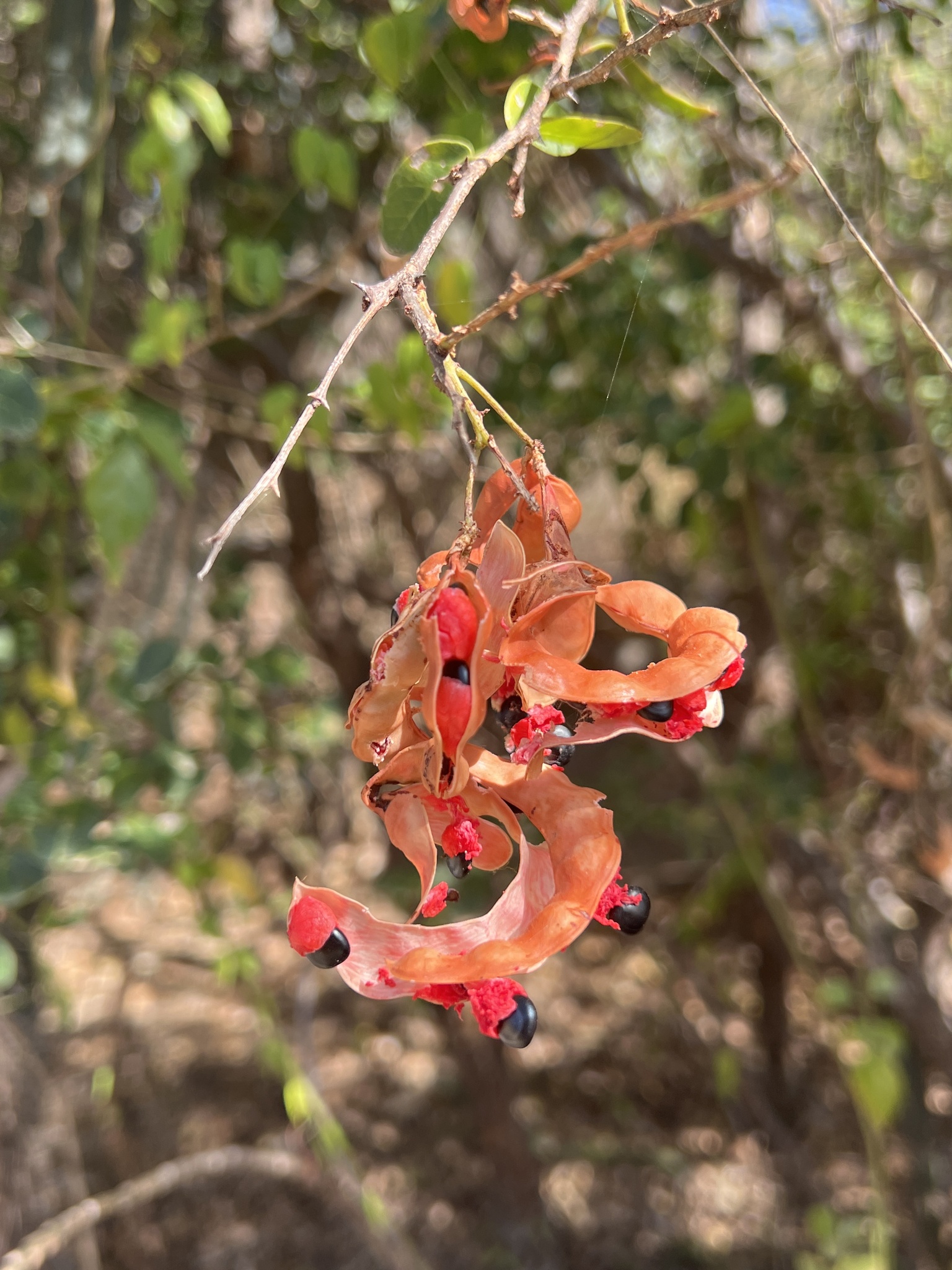 Pithecellobium unguis-cati (L.) Benth.