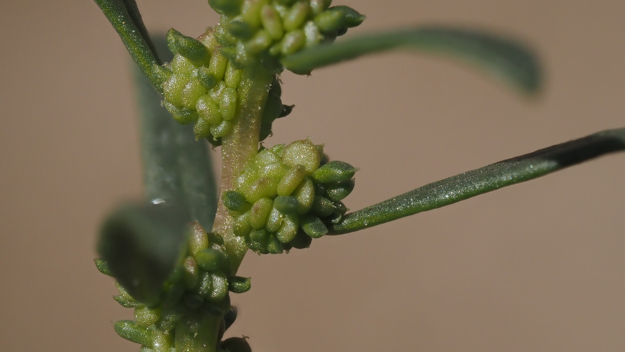 Blitum nuttallianum Roem. & Schult.