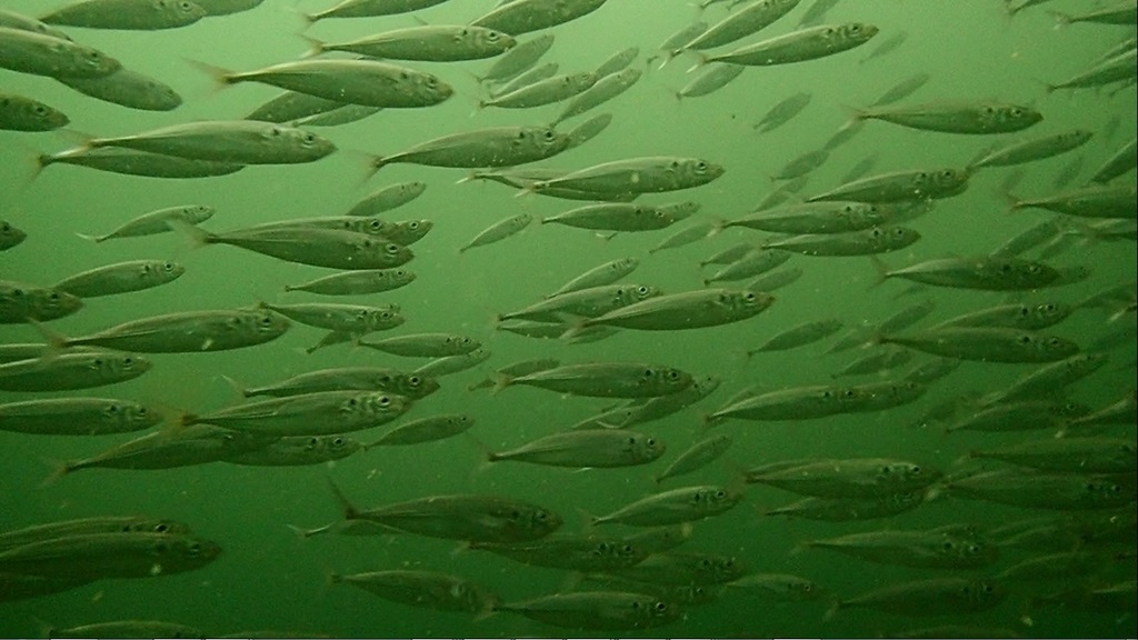Peruvian Jack Mackerel (Trachurus murphyi) - Marine Life Identification