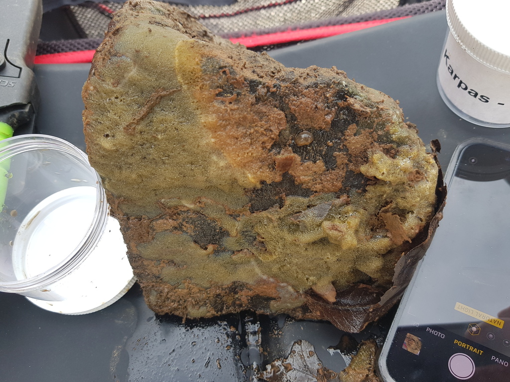 River Sponge from Montgomery County, PA, USA on March 17, 2023 at 11:26 ...