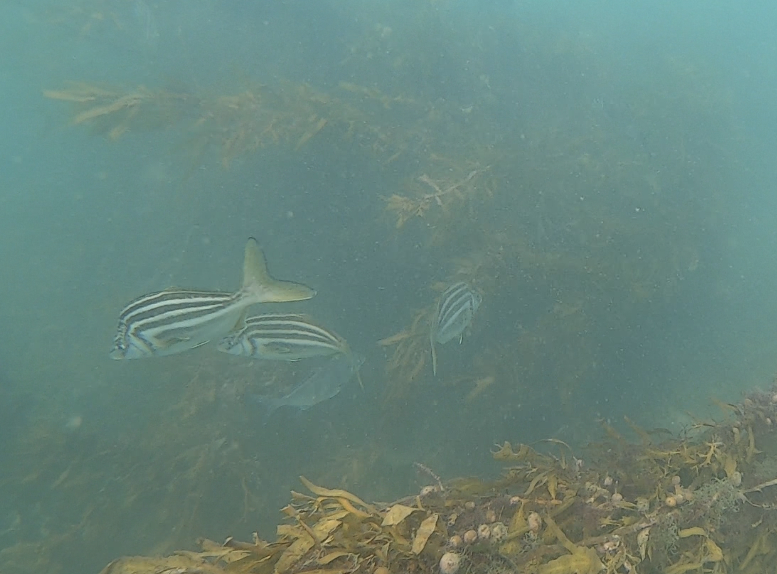 Latris lineata (Forster, 1801)