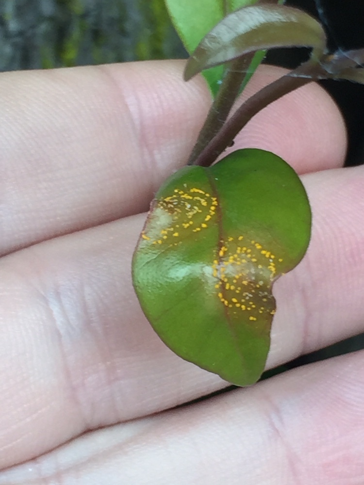 Myrtle Rust from Auckland, New Zealand on March 21, 2023 at 11:29 AM by ...