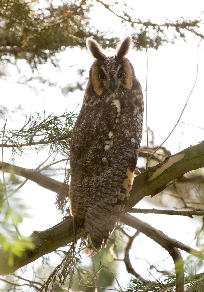 Long-eared Owl in December 2008 by Trent R. Stanley · iNaturalist