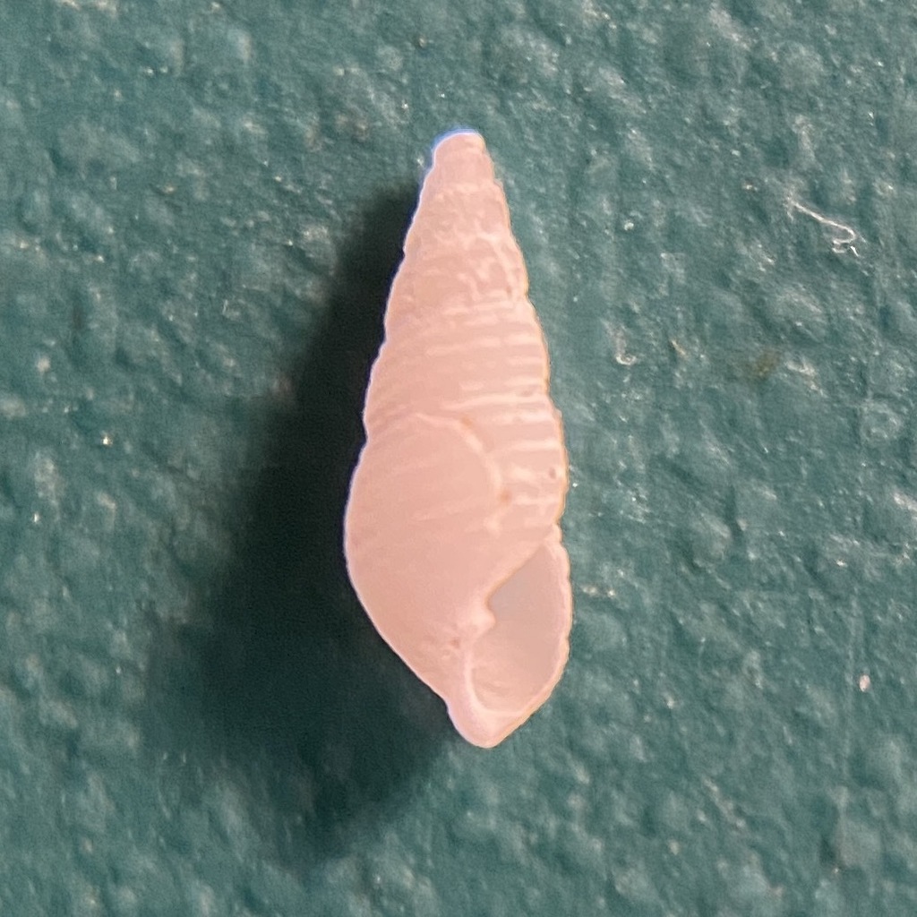 Boonea impressa from Tottenville, Staten Island, NY, USA on March 20 ...