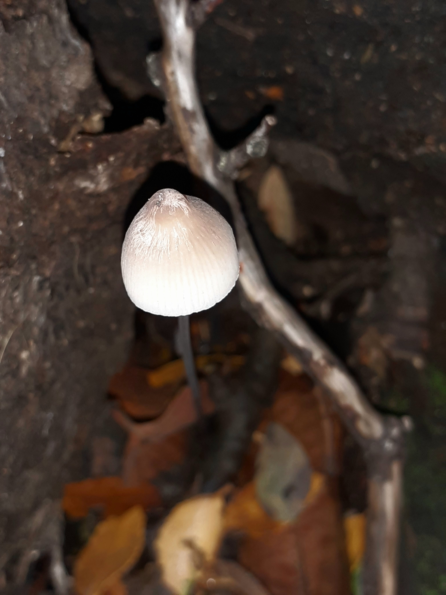 Mycena filopes (Bull.) P.Kumm.