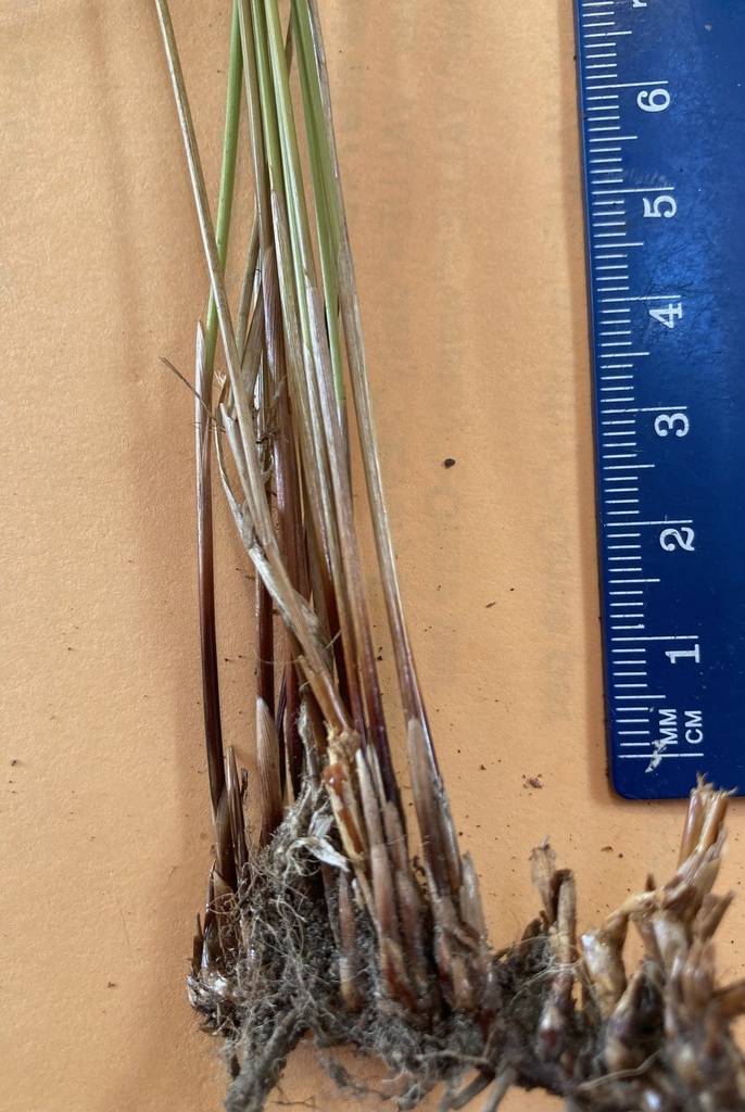 Juncus amabilis from Macraes, New Zealand on March 21, 2023 at 01:58 PM ...