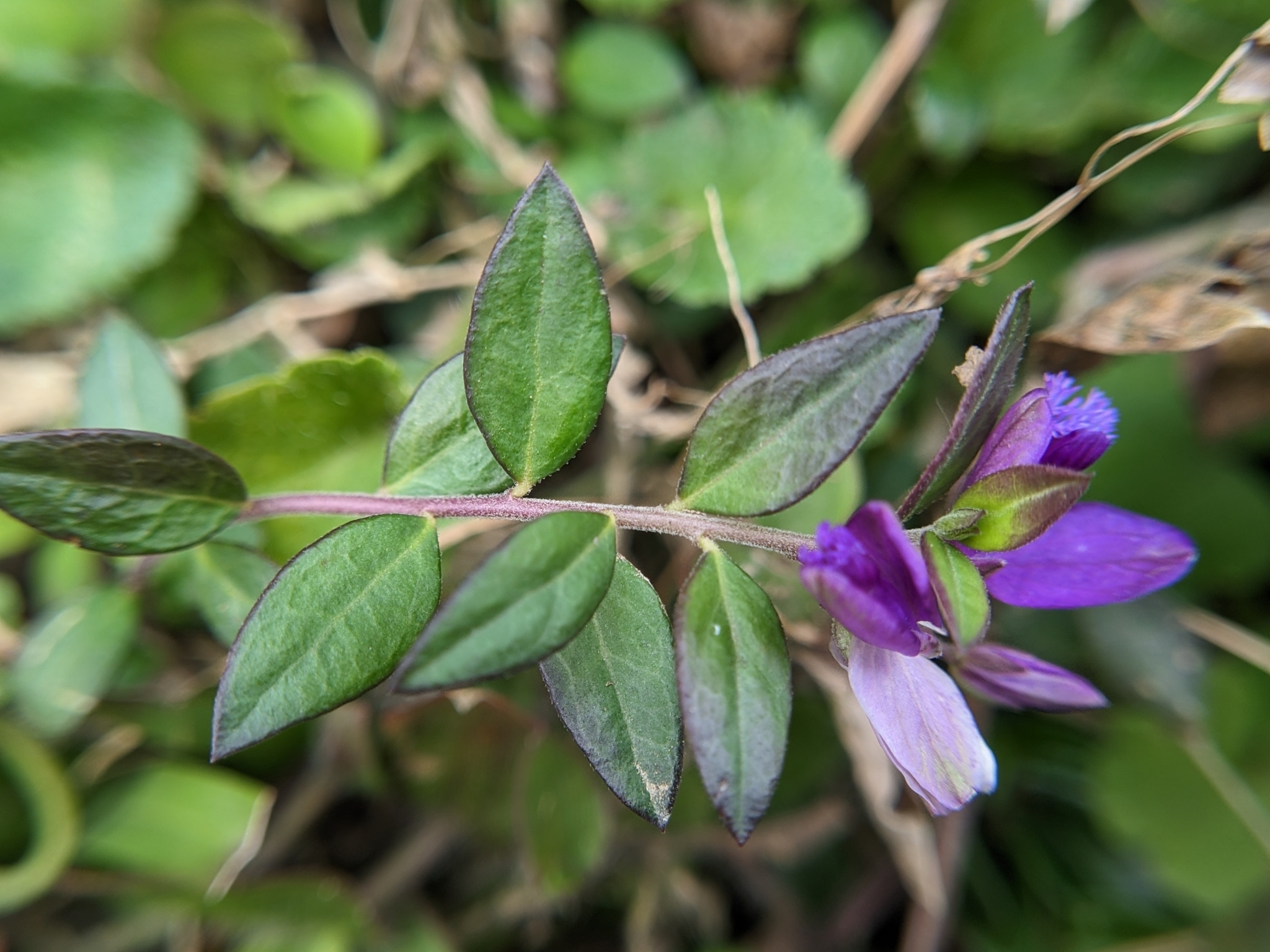Polygala japonica Houtt.
