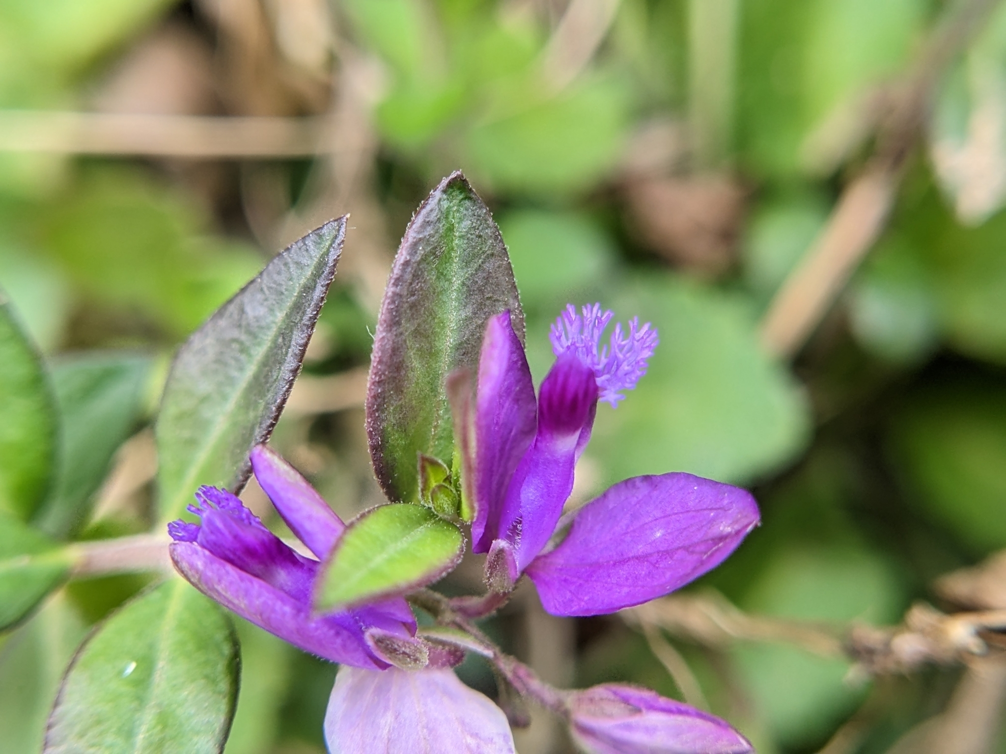 Polygala japonica Houtt.