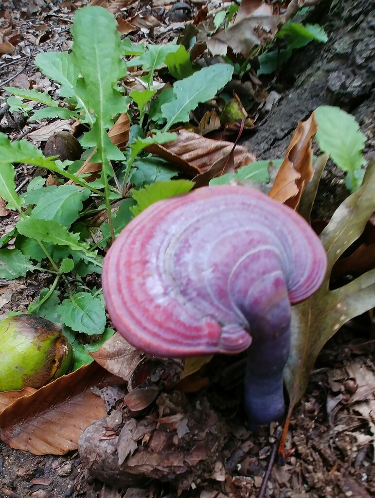 golden reishi from Druid Hills, GA, USA on October 25, 2022 at 10:34 AM ...