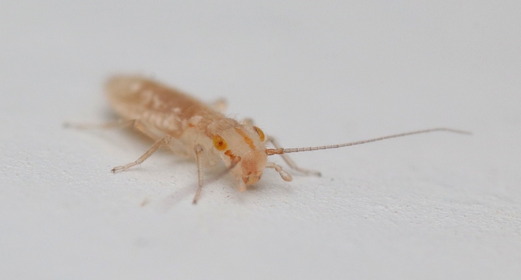 Larger Pale Booklouse from Kaeo, New Zealand on March 20, 2022 at 08:42 ...