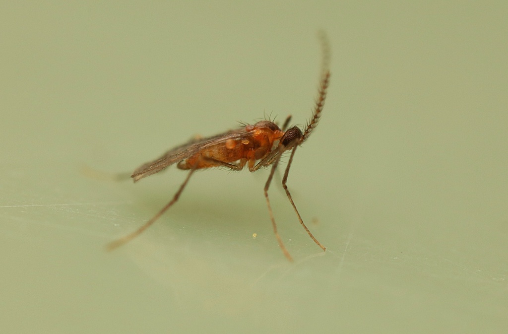 Gall and Forest Midges from Kaeo, New Zealand on March 18, 2022 at 05: ...
