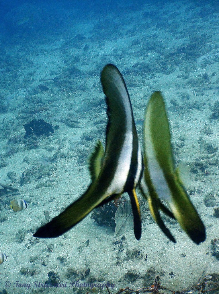 Longfin Batfish from Rue San Michel, Luganville, Vanuatu on August 24 ...