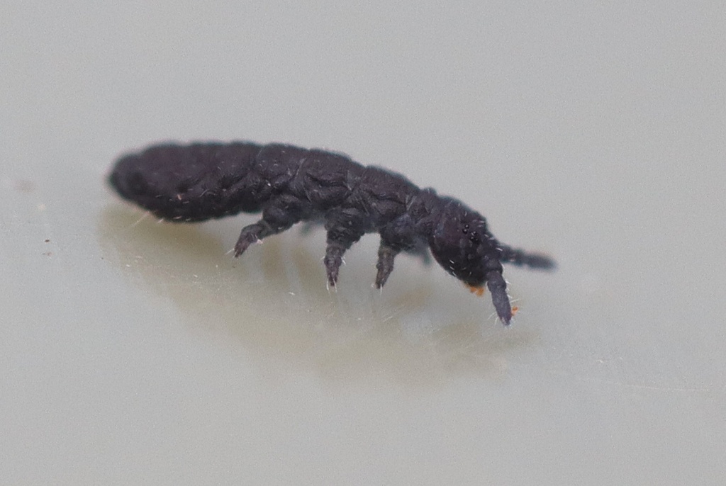 Plump Springtails from Kaeo, New Zealand on March 18, 2022 at 07:03 PM ...