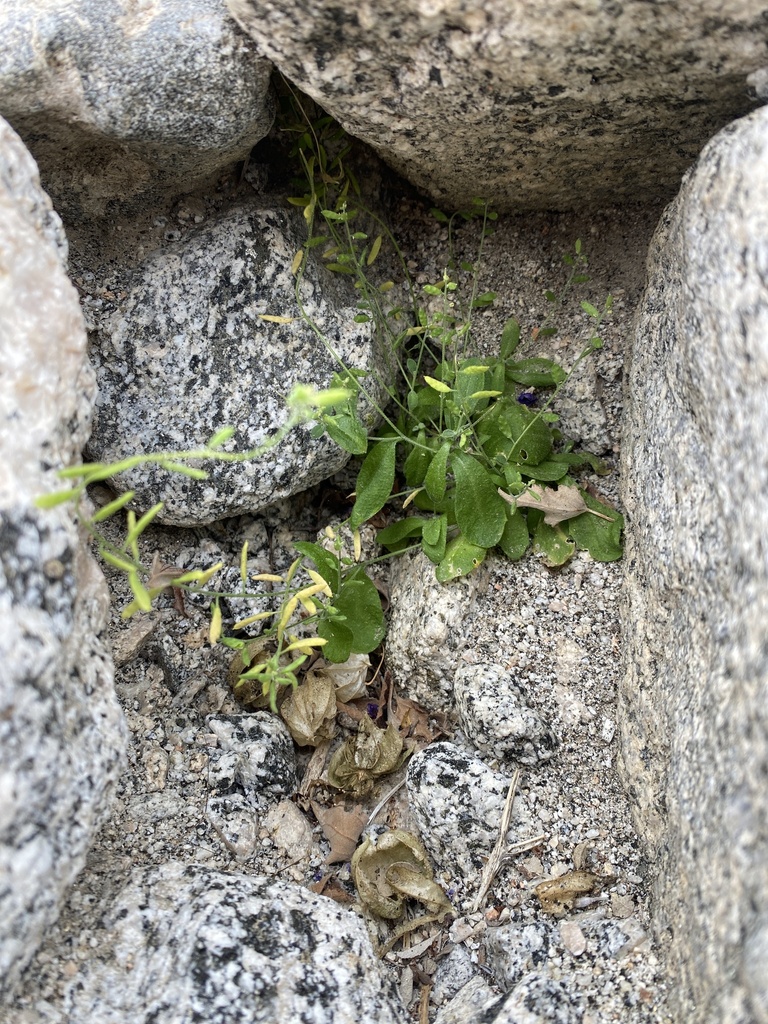 wedgeleaf draba from Santa Rosa Wildlife Area, Riverside County, US-CA ...
