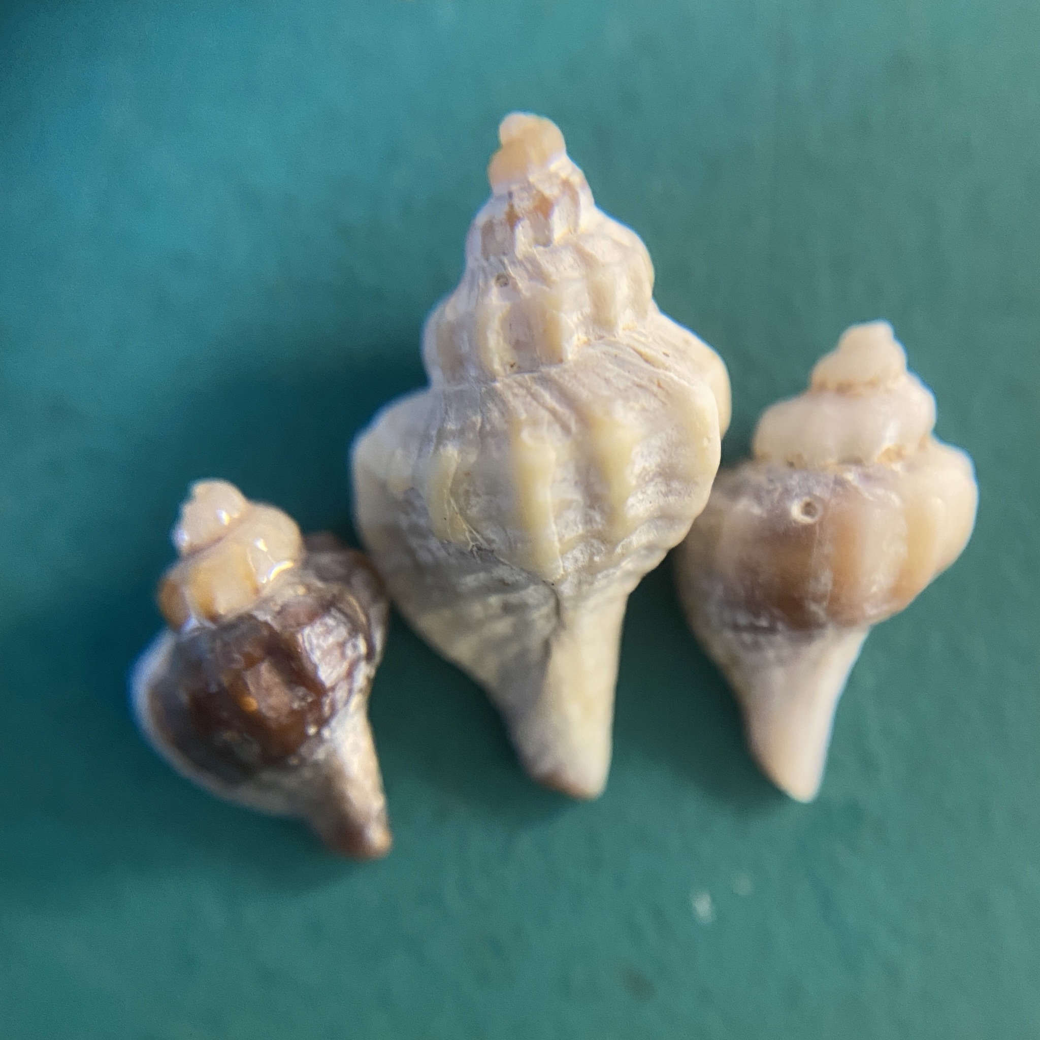 Eupleura caudata (Say, 1822)