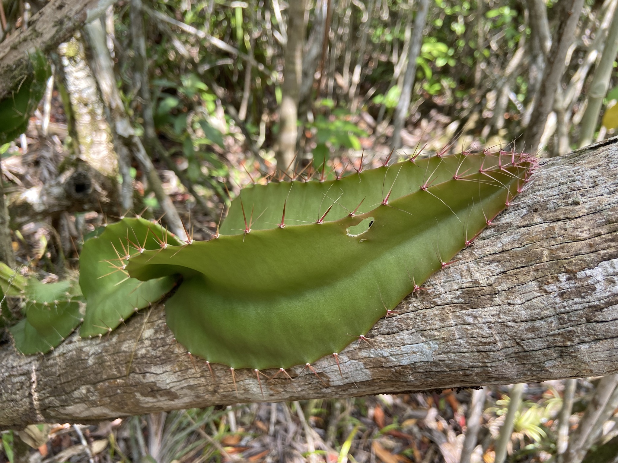 Deamia testudo (Karw.) Britton & Rose