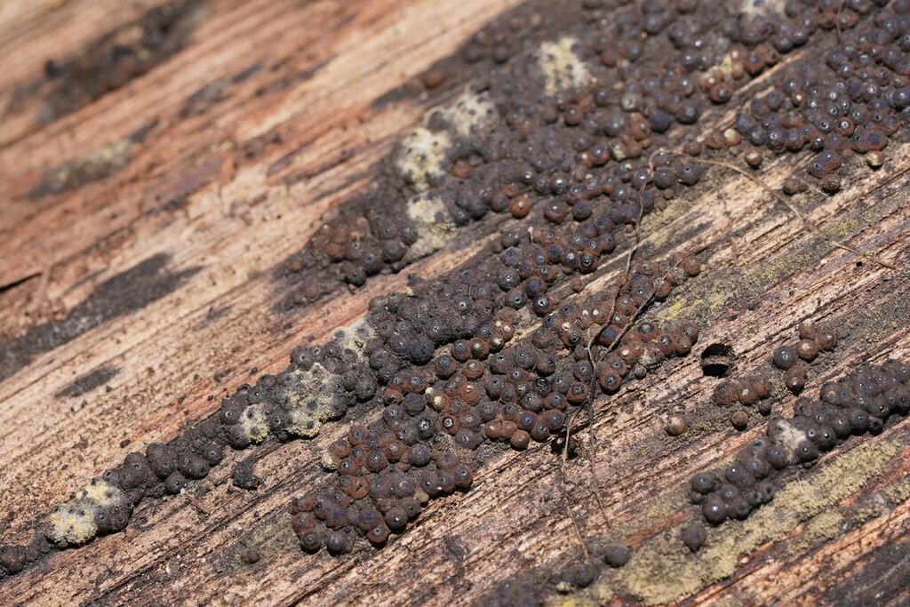 Annulohypoxylon bovei from Barwon Downs VIC 3243, Australia on March 13 ...