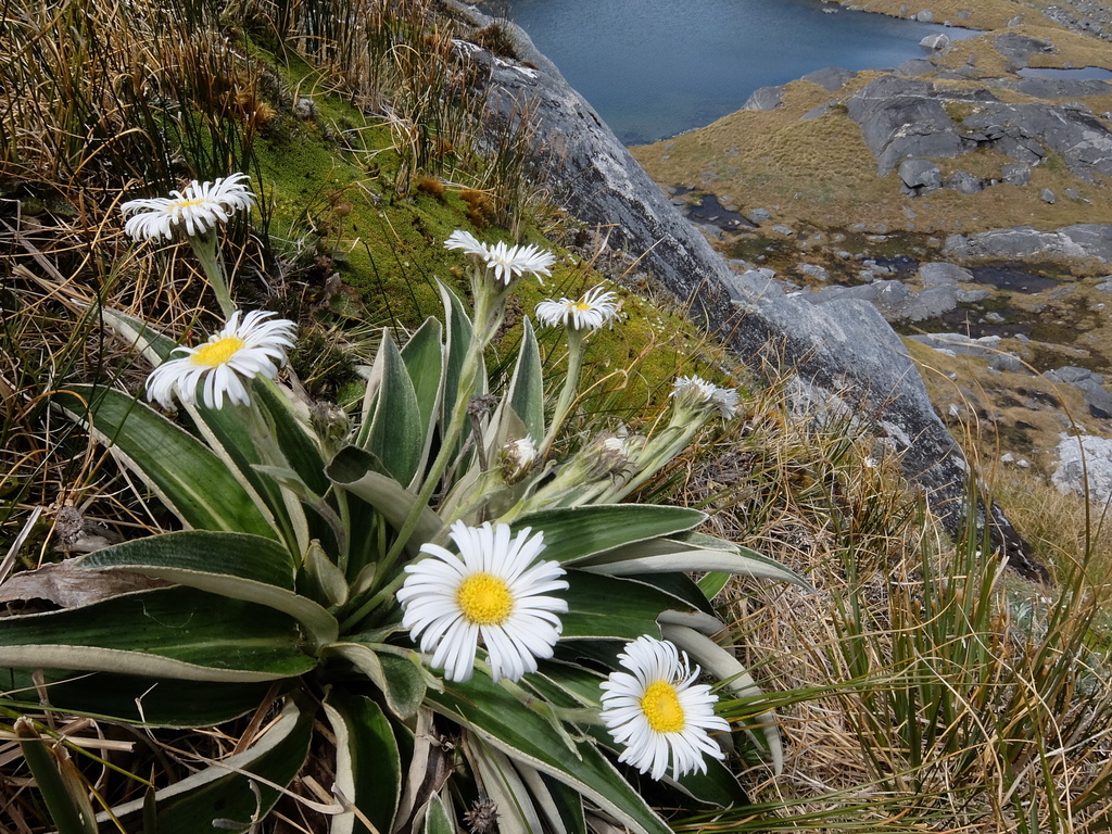 Celmisia verbascifolia verbascifolia from Mount Burns, Southland, New ...
