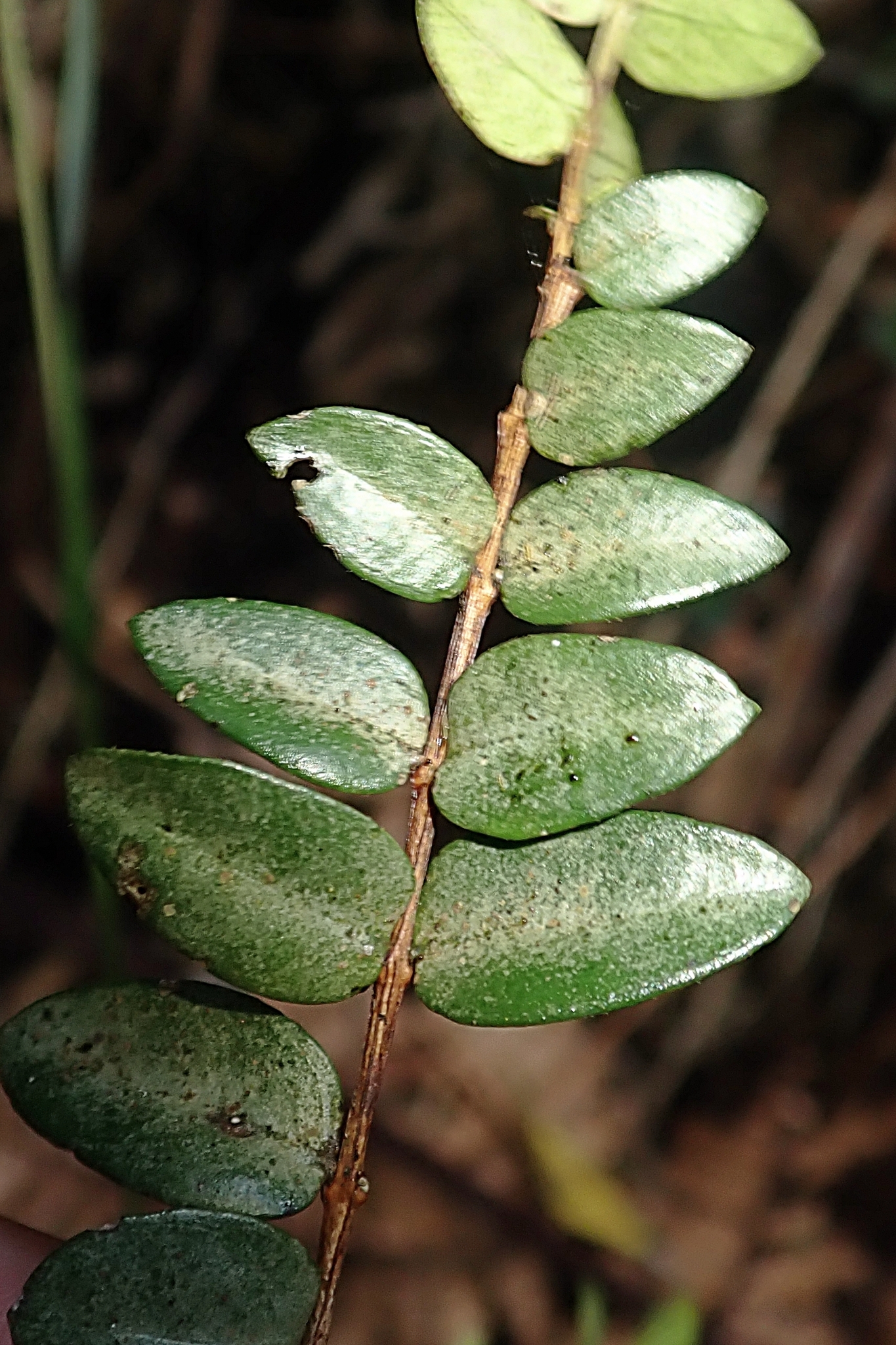 Metrosideros diffusa (G.Forst.) Sm.